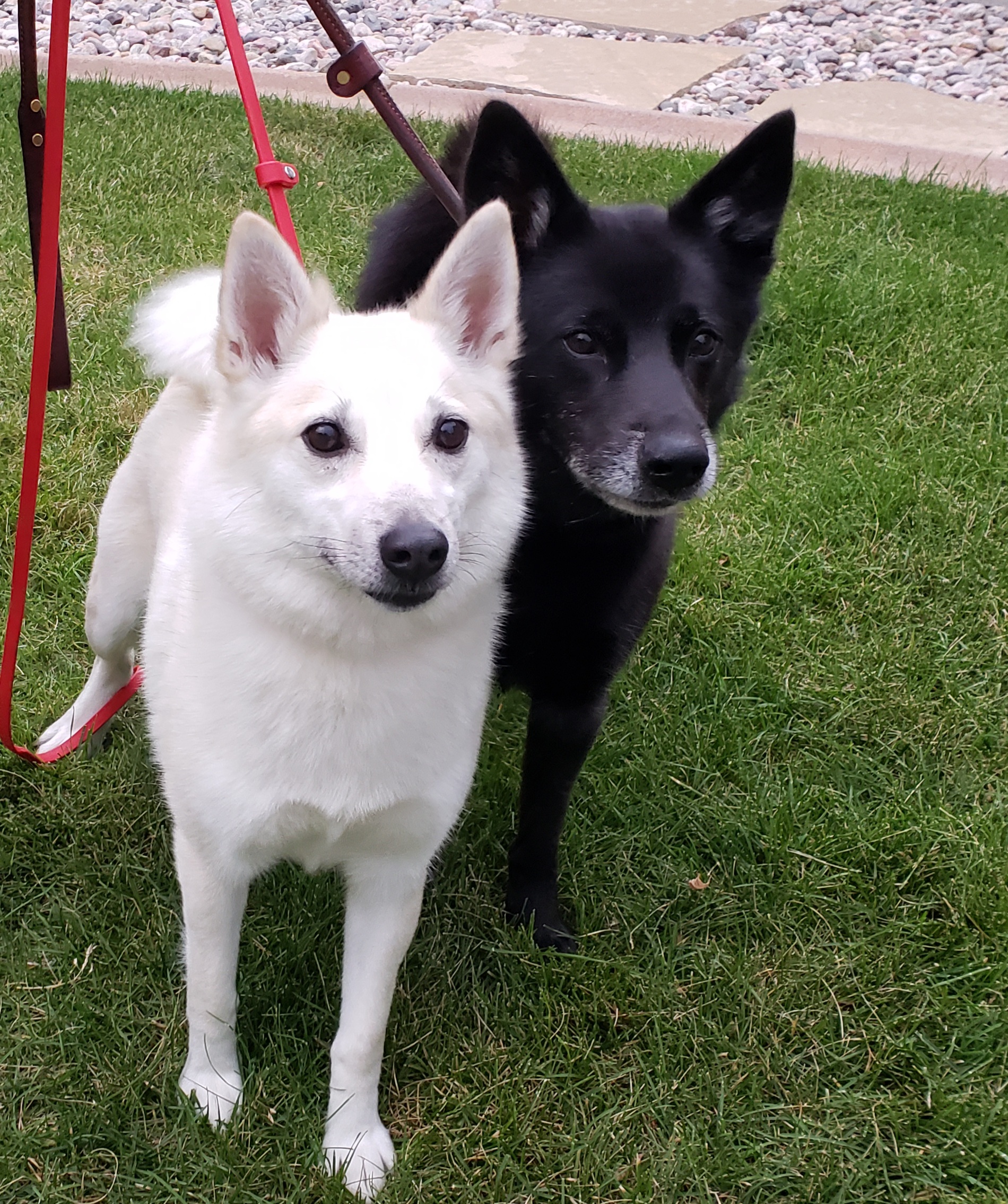 Puppies – Yggdrasil Norwegian Buhunds